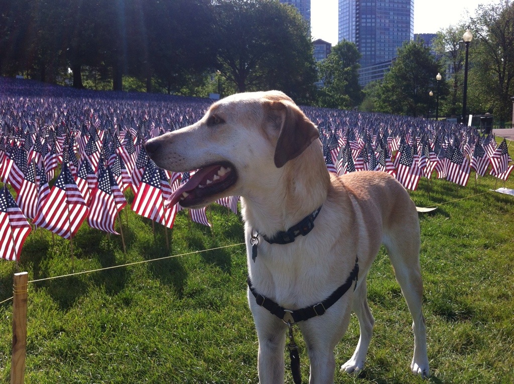 Remembering All Fallen Heroes Today! – Boston Momma